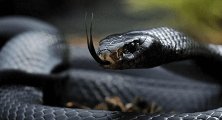 Drøm med en FARGET SLANGE - Tolkning & Symboler