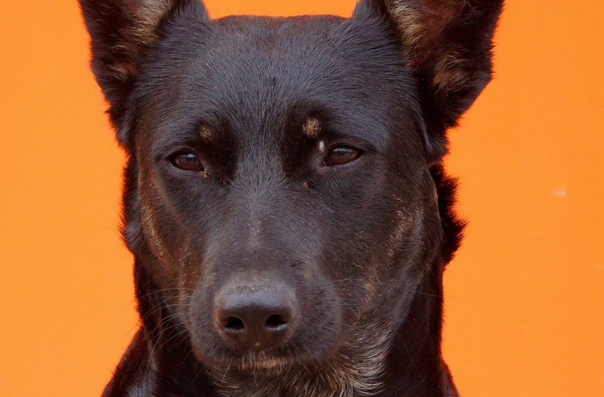 Drøm STORE Hunder: Oppdag Hemmelighetene!